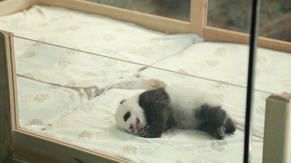 Doi pui de panda prezentați publicului din Germania