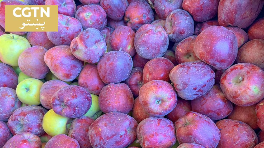 د میدان وردګ ولایت د مڼو سږني حاصلات