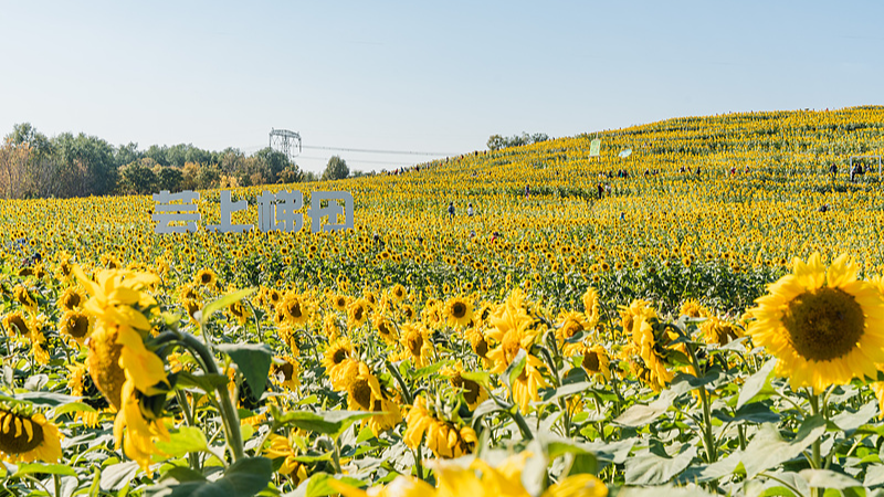Terpesona Lautan Bunga Matahari