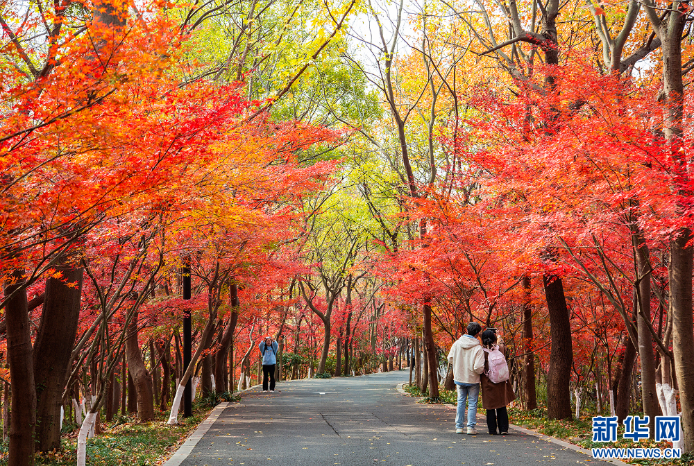 ស្លឹក ម៉េផល នៅ ភ្នំ Qixia ក្រុង Nanjing ប្រែ ជា ពណ៌ ក្រហម មាន ទេសភាព ...