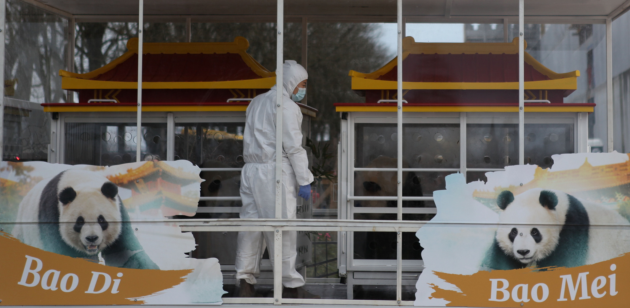 Tre panda gjigante kthehen në Kinë nga Belgjika