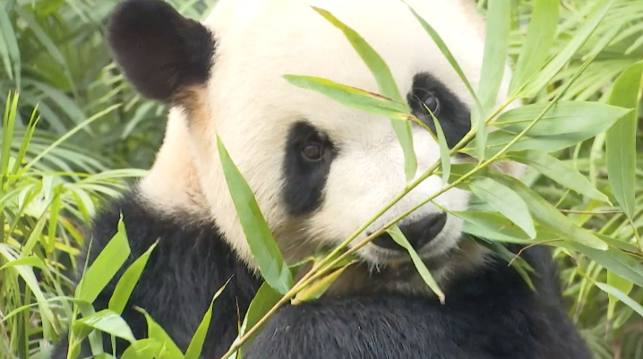 Viața relaxantă a unei familii de urși panda în Macao