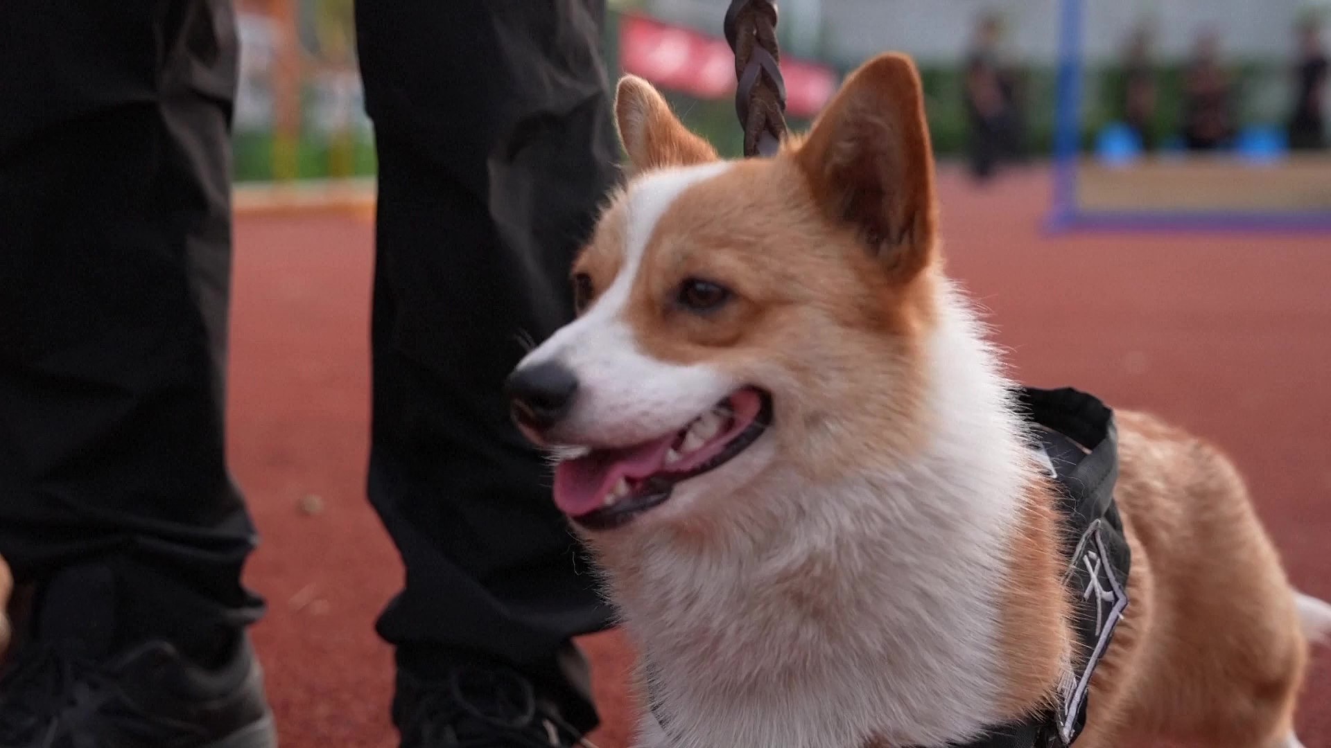 Prvi kineski pas tragač rase korgi savladava veštine otkrivanja eksploziva