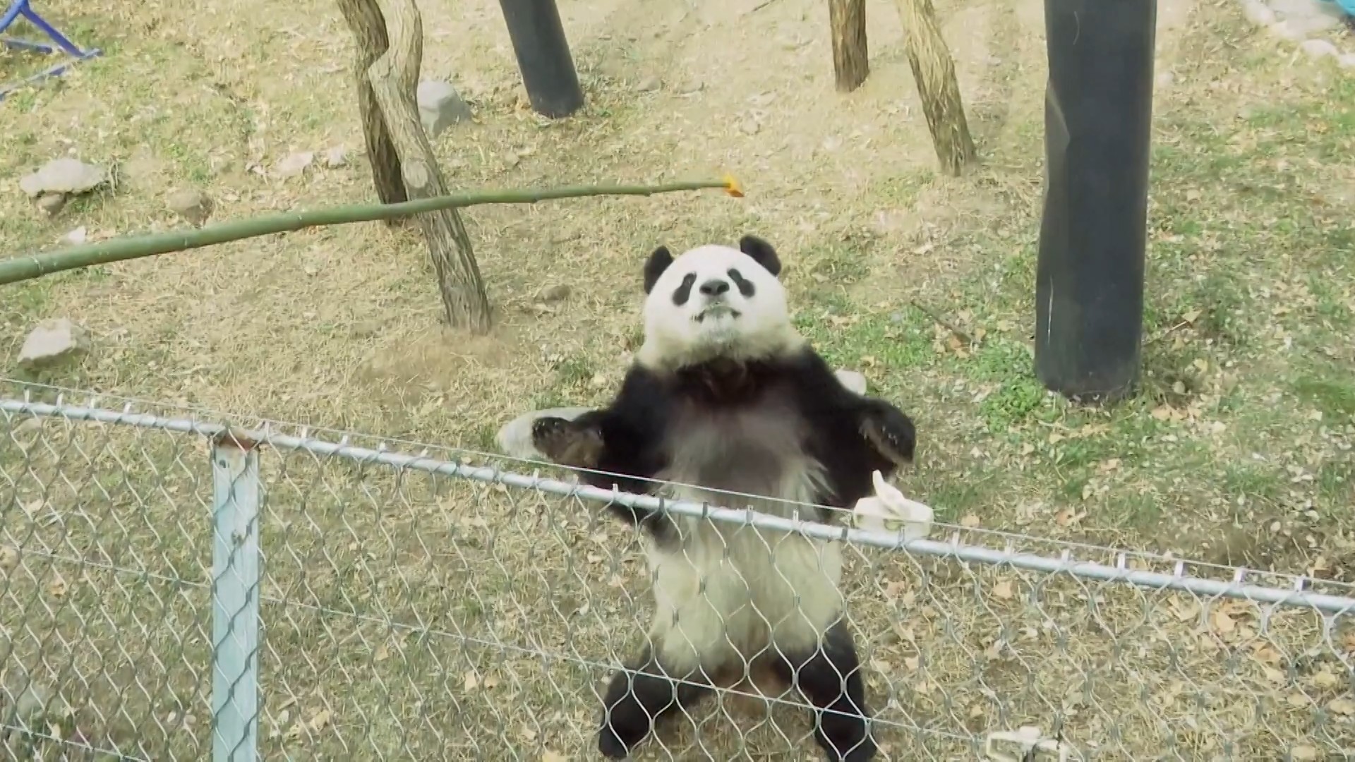 Trening fizyczny pandy wielkiej