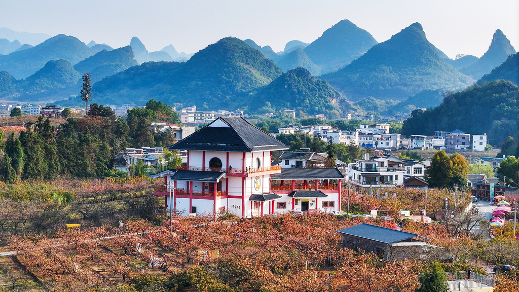 Gongcheng, Guangxi: arriva la migliore stagione dei cachi mela
