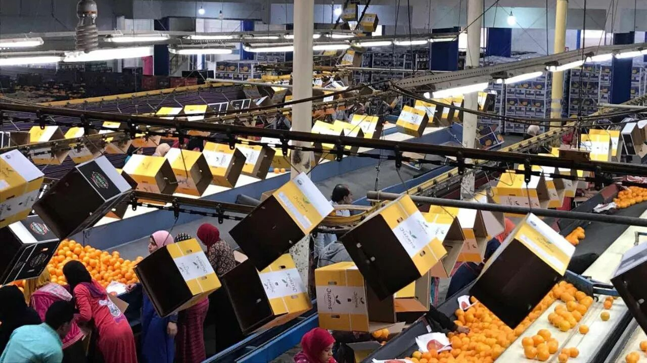 Vintre alveninte, oranĝoj iĝis la plej oftaj fruktoj por ĉiuj!