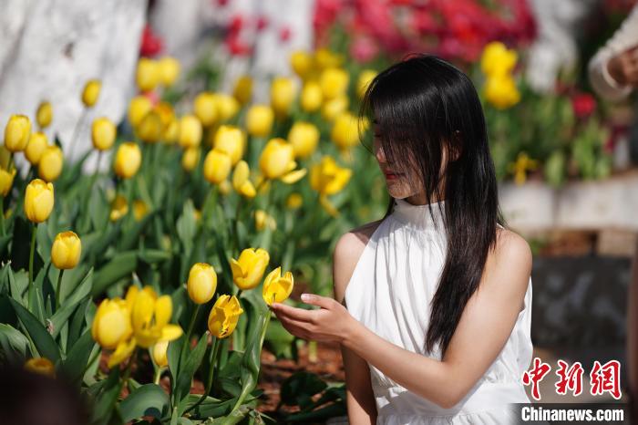 Bunga Tulip Kembang Mekar, Tambah Keindahan Kunming