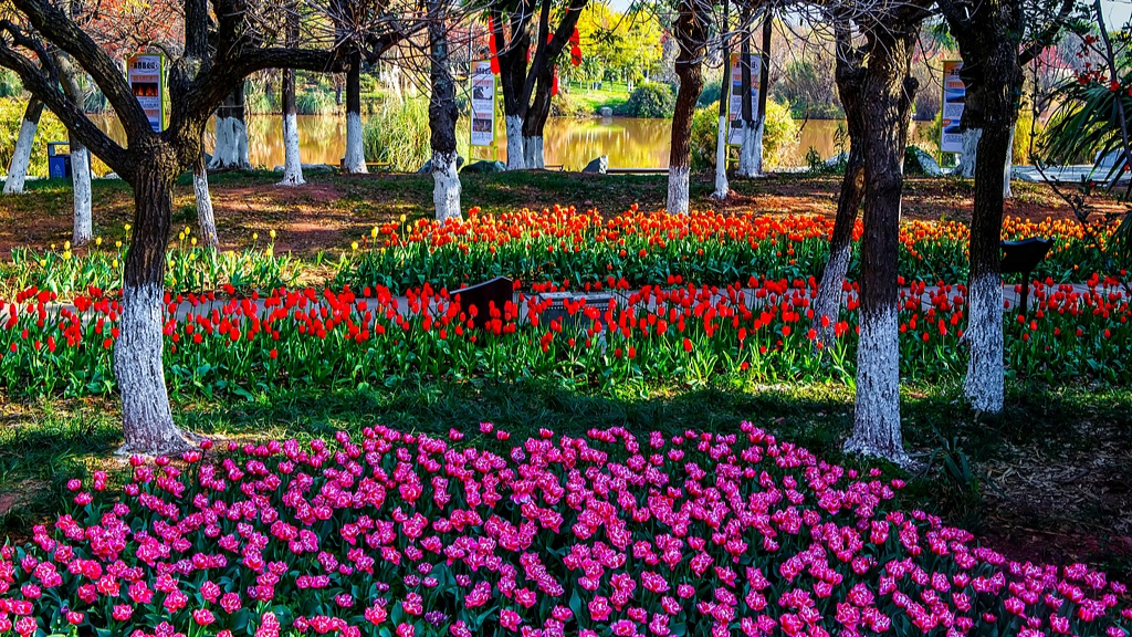 Teruja Bidik Gambar di Lautan Bunga Tulip