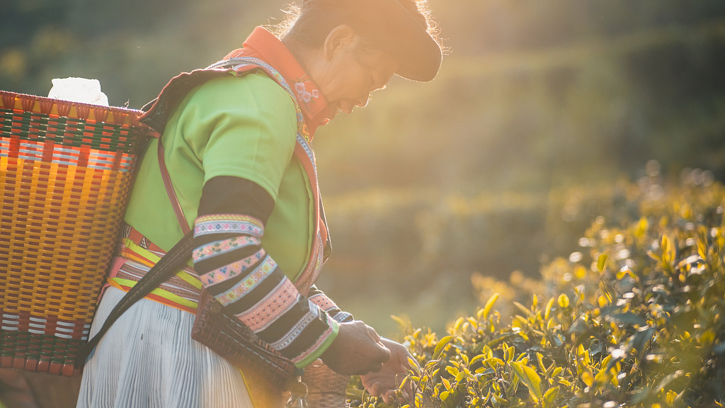 Petik Daun Teh di Kala Pagi
