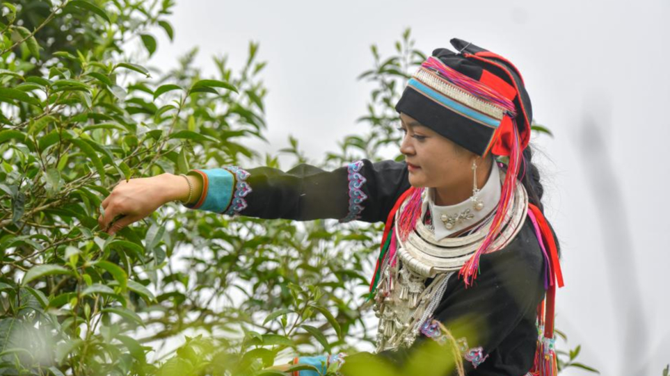 Industri Teh Jana Pendapatan Pekebun