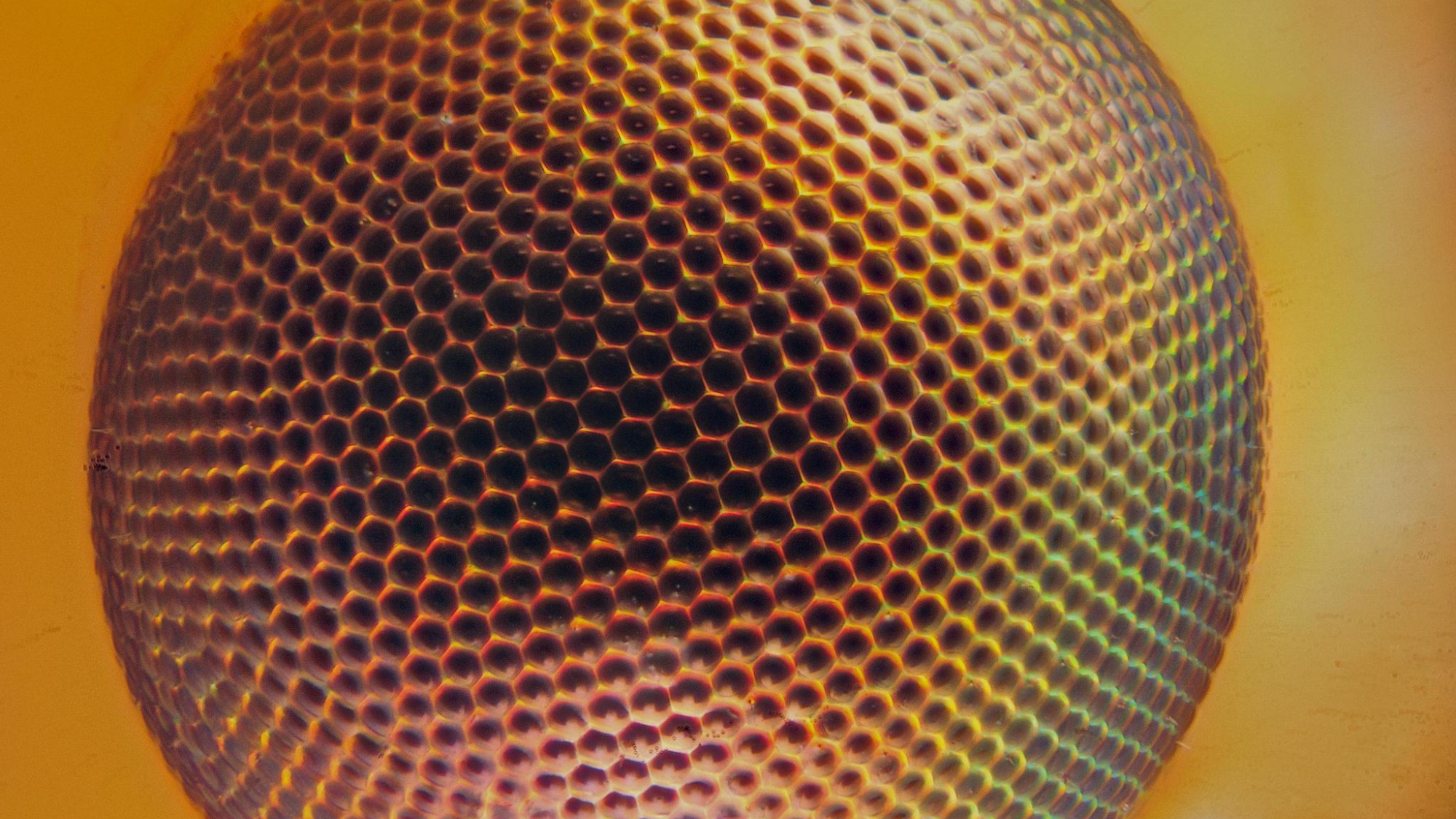 Insect-inspired vision system na may kakayahan ng AI, na-develop ng mga ...