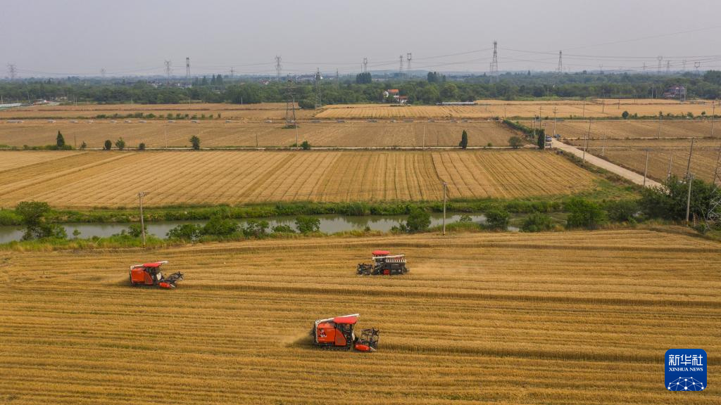 Musim Menuai Gandum di Zhejiang