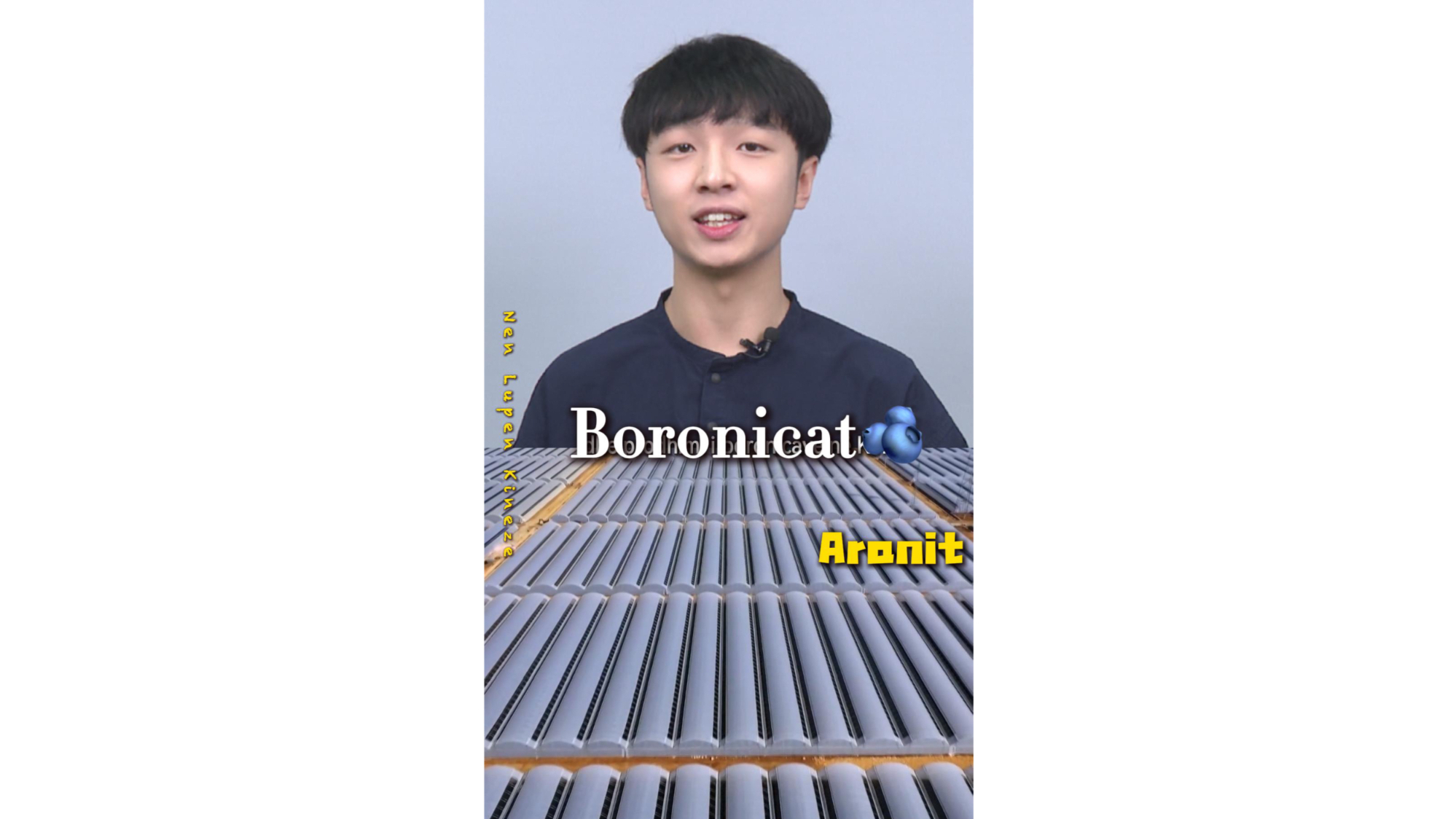 Mes boronicave kineze