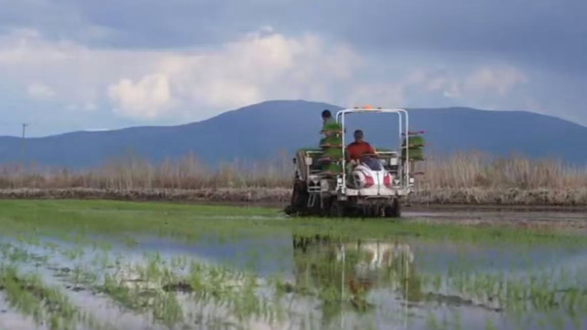Kahima-himalang sakahan
