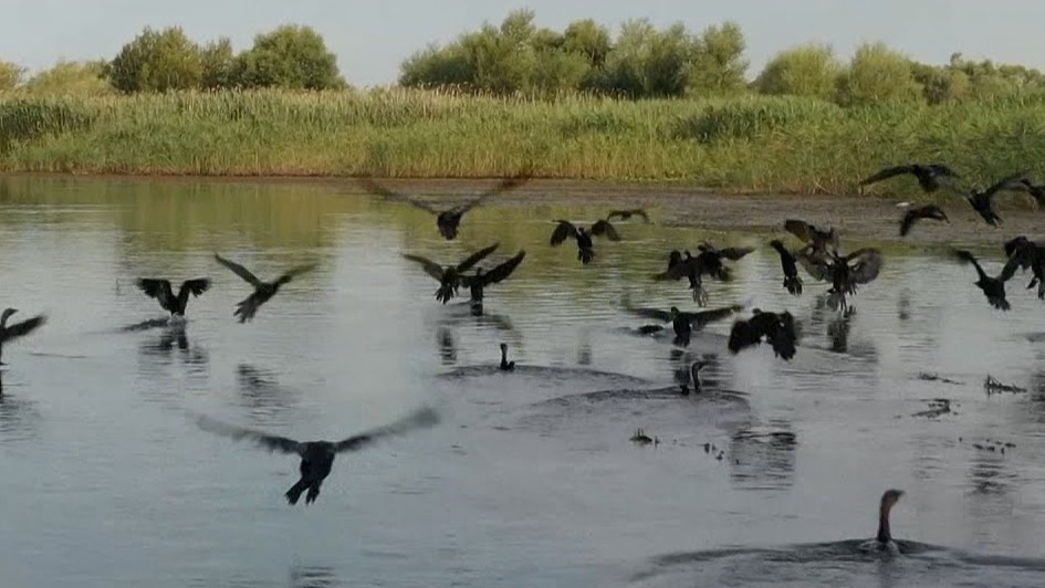 Rritet numri i shpendëve ujorë në Liqenin e Shkodrës